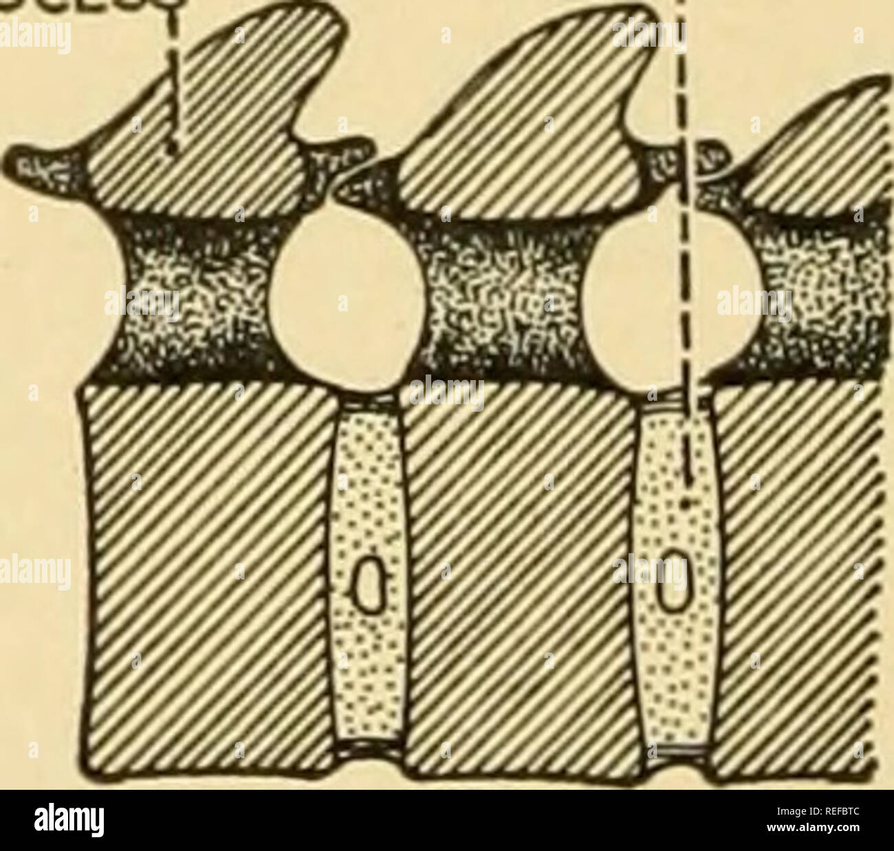 . Comparative anatomy. Anatomy, Comparative. Fig. 162.— Diagrammatic ...