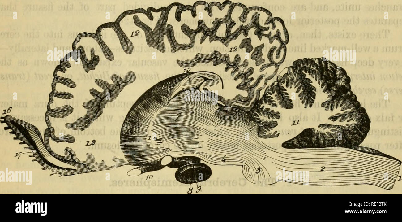 . The comparative anatomy of the domesticated animals. Veterinary ...