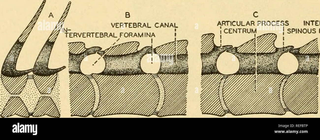 . Comparative anatomy. Anatomy, Comparative. Fig. i6o. Fig. i6i. Fig ...