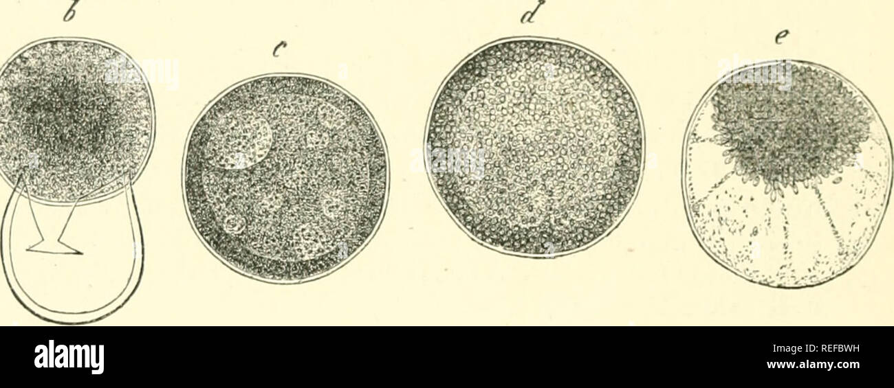 Dormant cell hi-res stock photography and images - Alamy