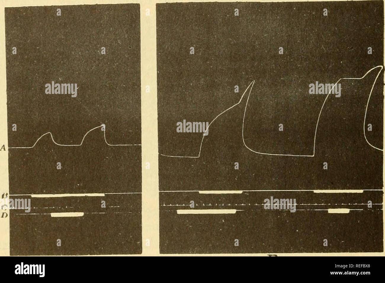 . Comparative animal physiology. Physiology, Comparative; Physiology ...