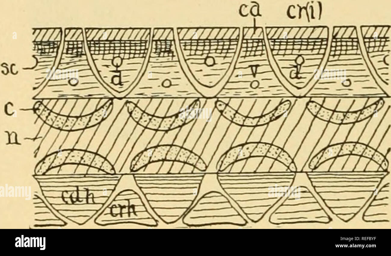 . Comparative anatomy. Anatomy, Comparative. 204 COMPARATIVE ANATOMY ...