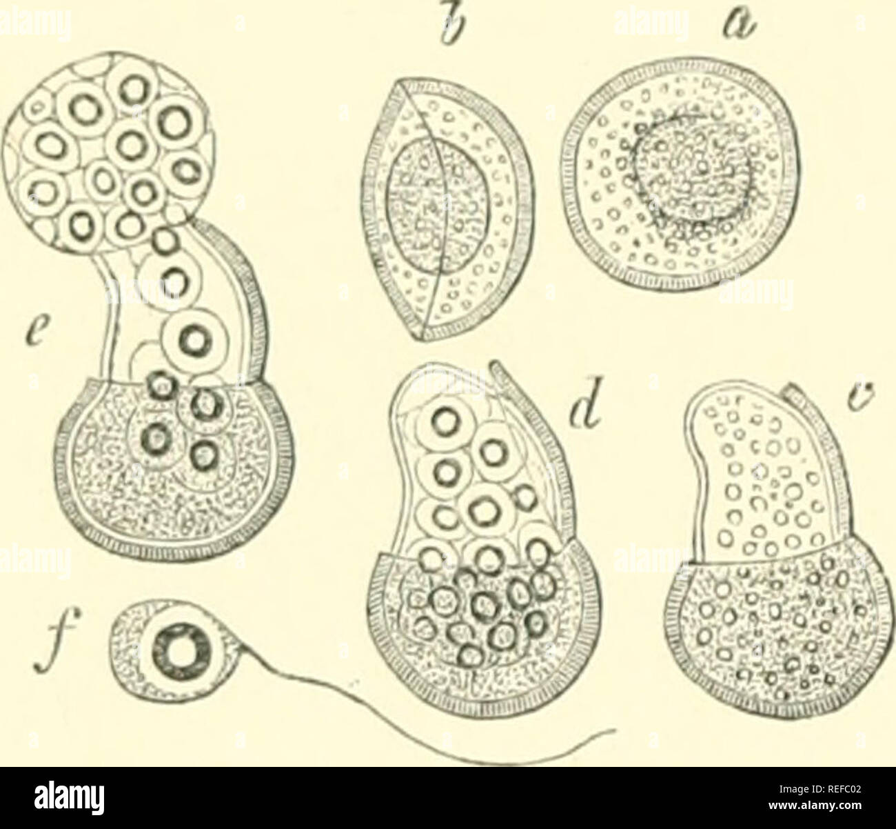 . Comparative morphology and biology of the fungi, mycetozoa and ...