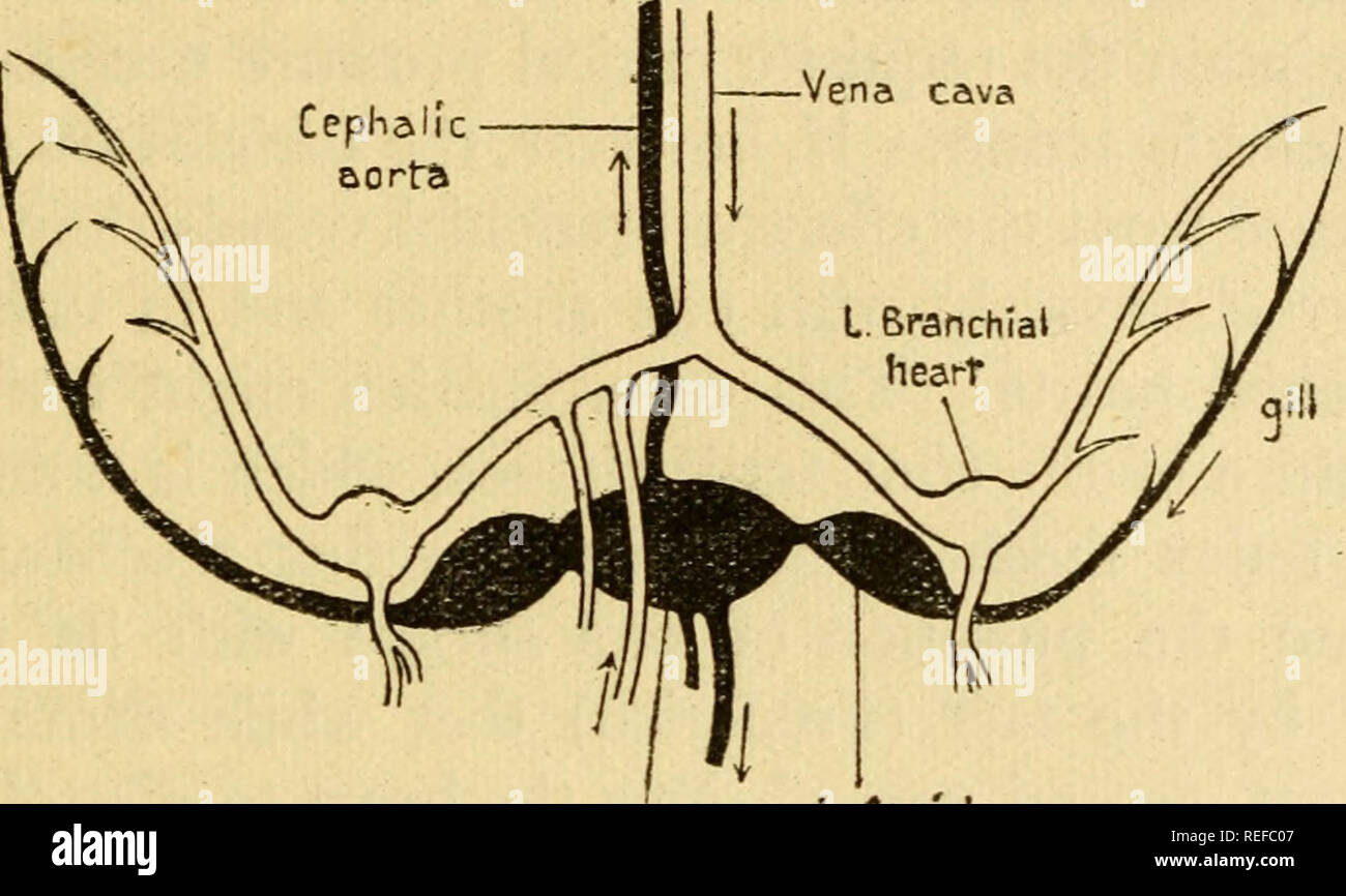 Branchial hearts hi-res stock photography and images - Alamy