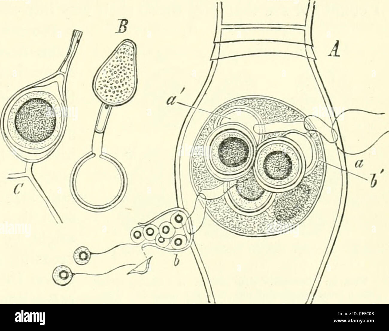 . Comparative morphology and biology of the fungi, mycetozoa and ...