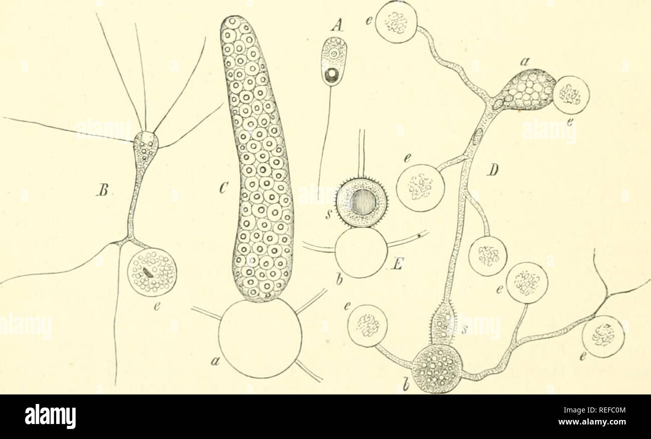 . Comparative morphology and biology of the fungi, mycetozoa and ...