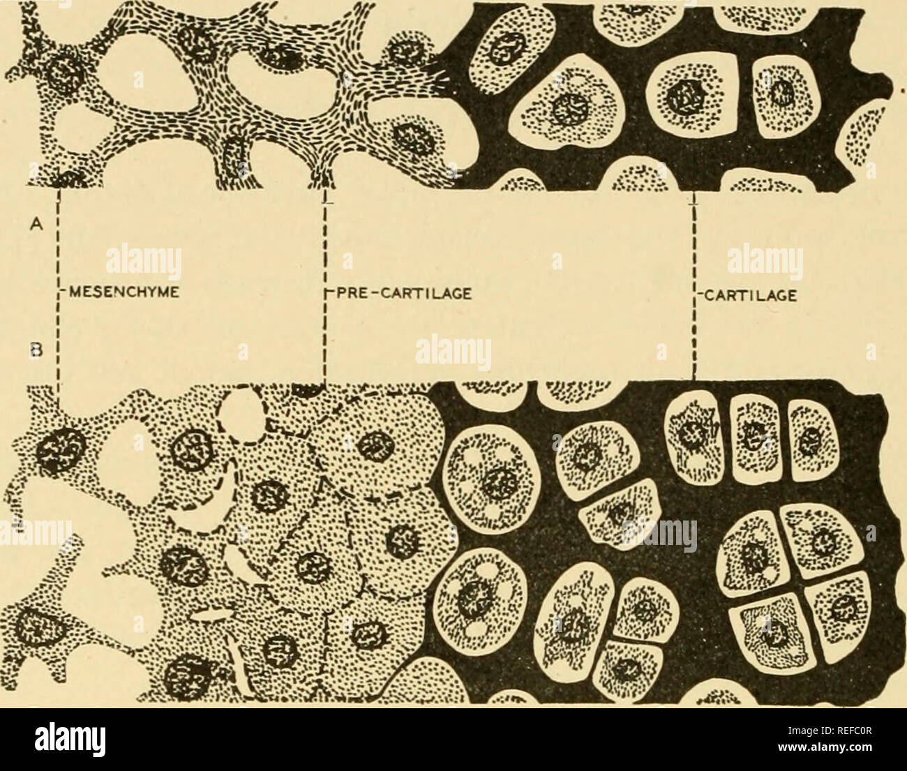 . Comparative anatomy. Anatomy, Comparative. 202 COMPARATIVE ANATOMY ...