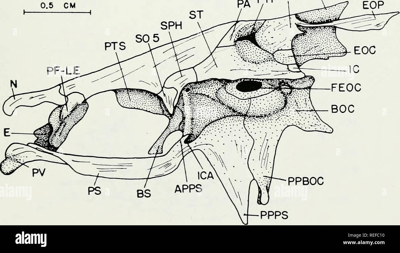 . The comparative osteology and phylogeny of the Anabantoidei ...