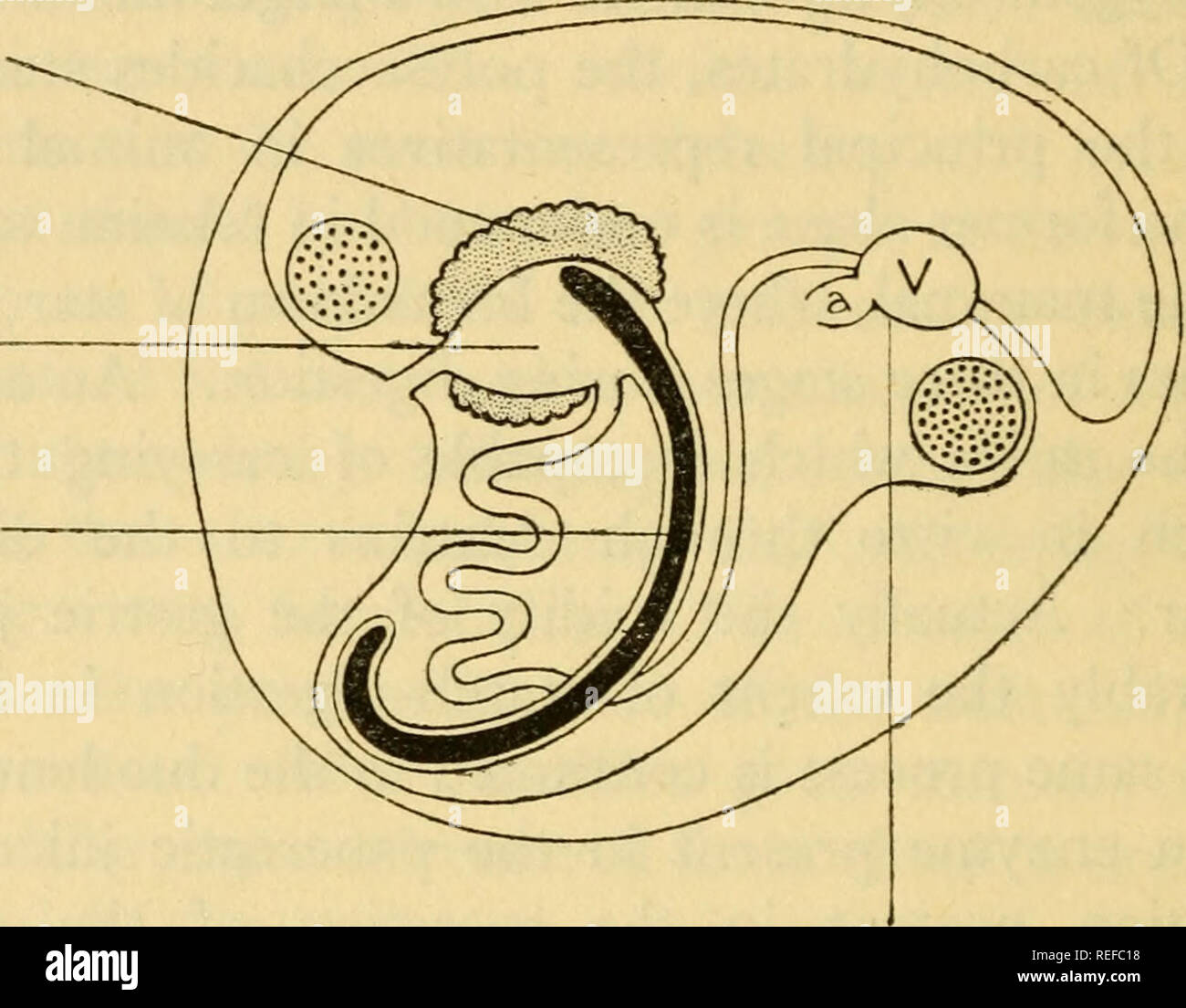 Amylase maltase hi-res stock photography and images - Alamy