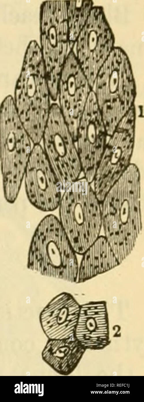 Auriculo ventricular valves hi-res stock photography and images - Alamy