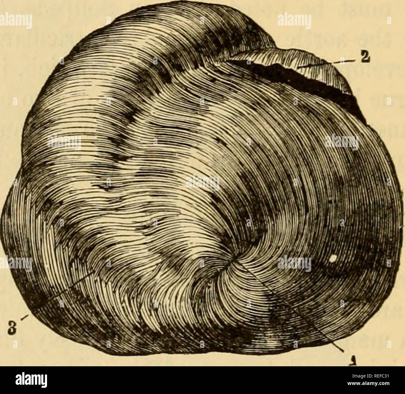 . The comparative anatomy of the domesticated animals. Horses ...