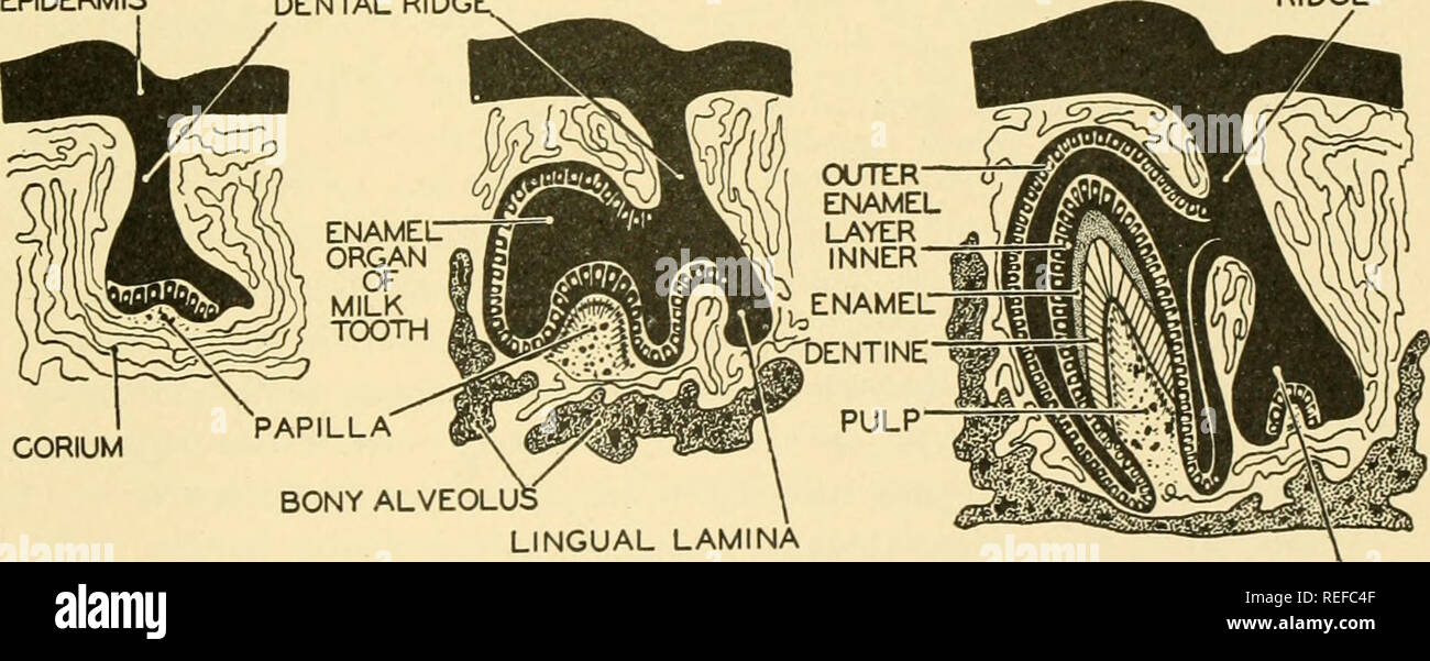 . Comparative anatomy. Anatomy, Comparative. ODONTOBLASTS' Fig. 147 ...