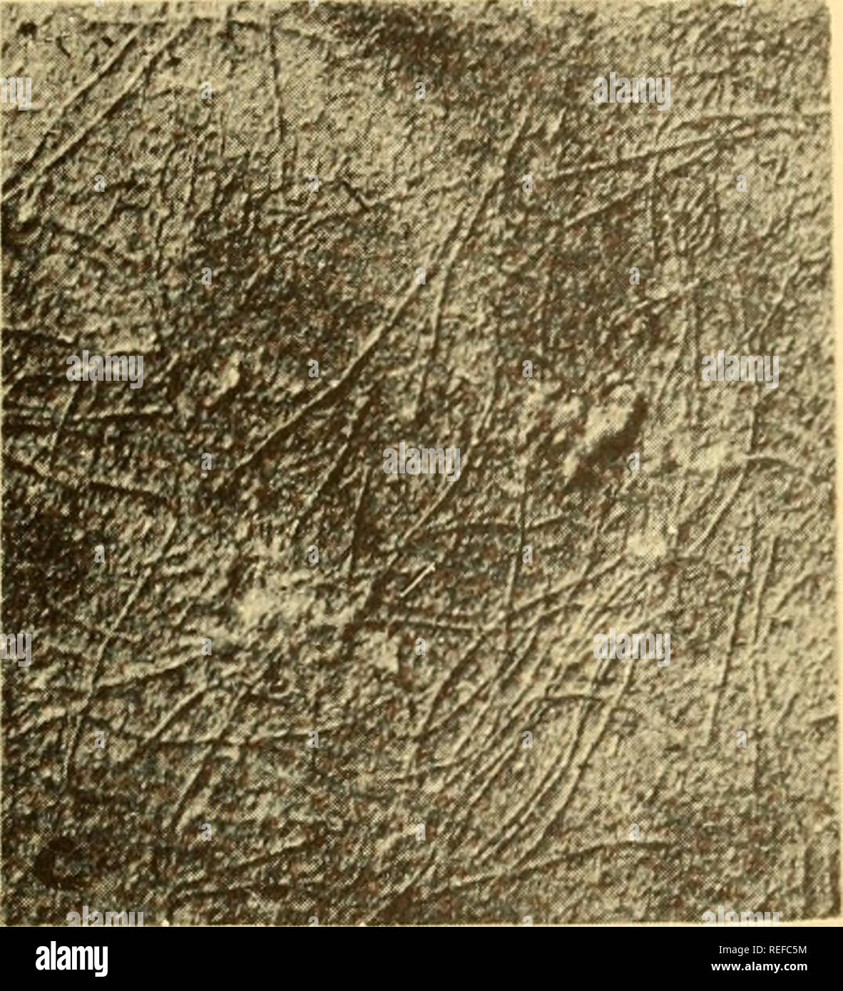 Actin filaments hi-res stock photography and images - Alamy