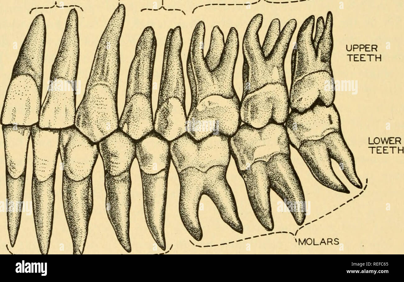 . Comparative anatomy. Anatomy, Comparative. ""^PALATINE palatine' A ...