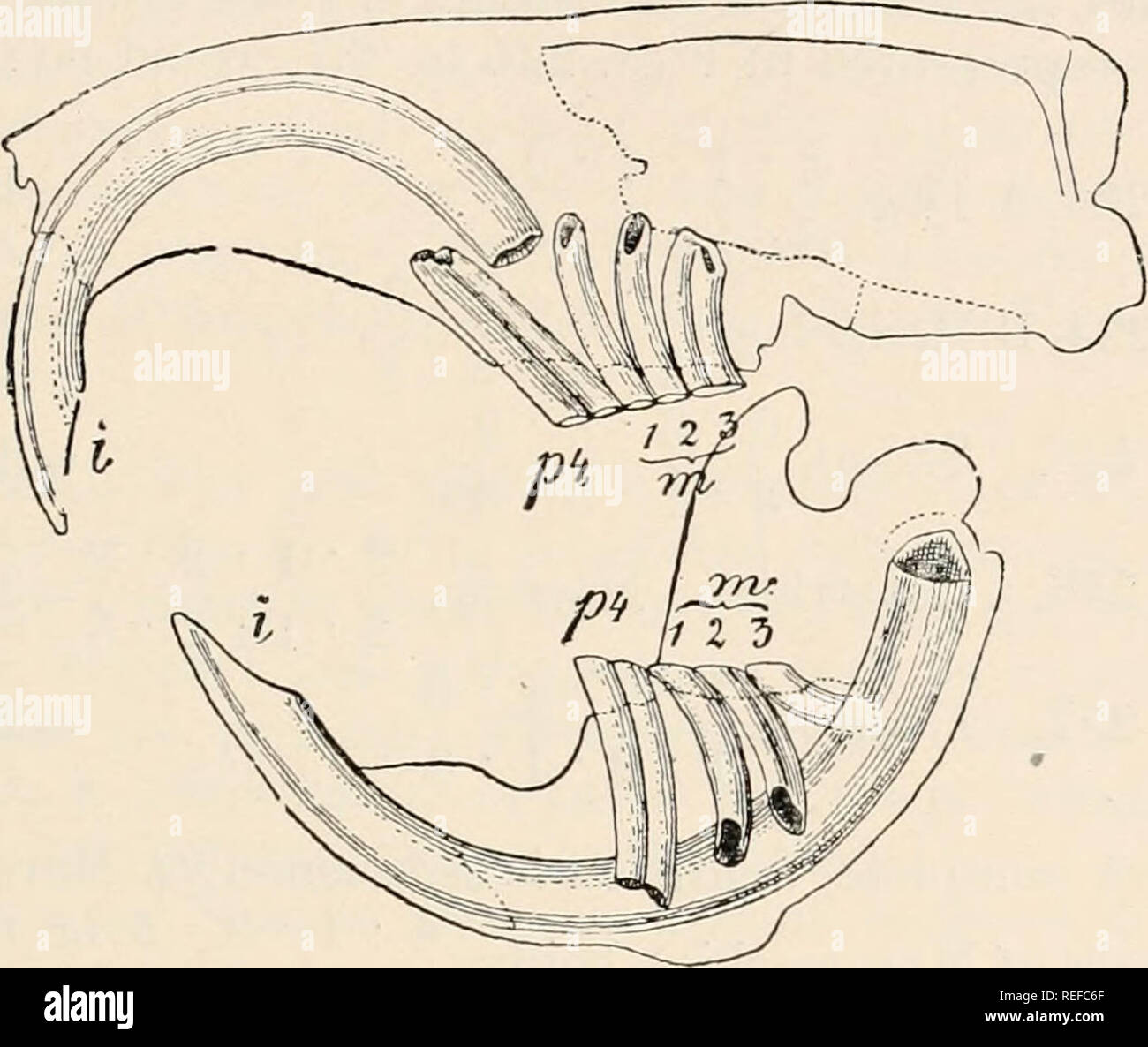 . Comparative anatomy of vertebrates. Anatomy, Comparative; Vertebrates ...