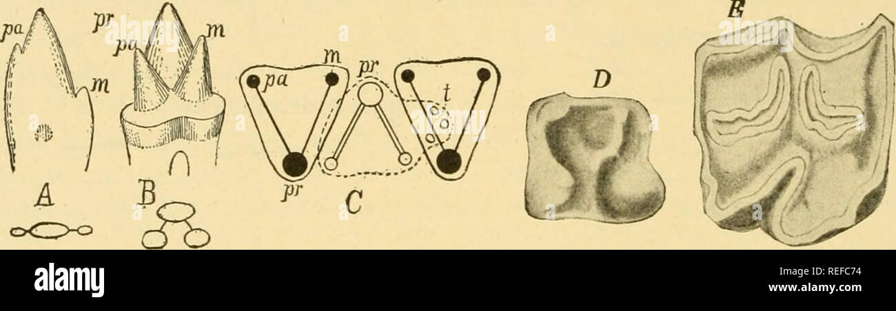 . Comparative anatomy. Anatomy, Comparative. COMPARATIVE ANATOMY the ...