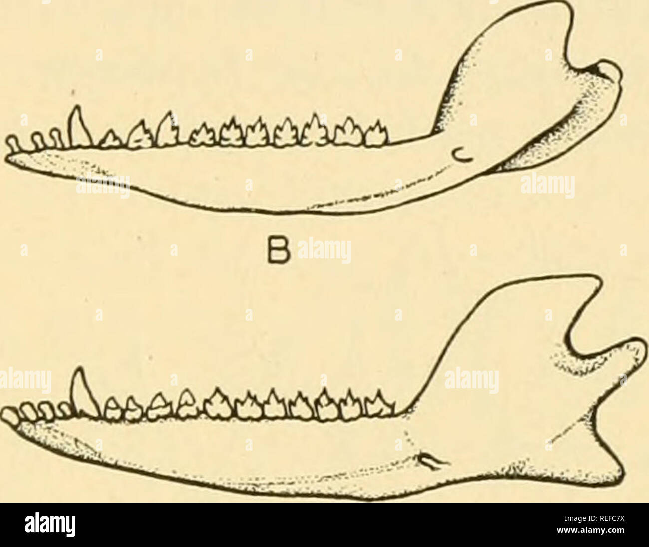 . Comparative anatomy. Anatomy, Comparative. A C Fig. 142.—Jaws of some ...