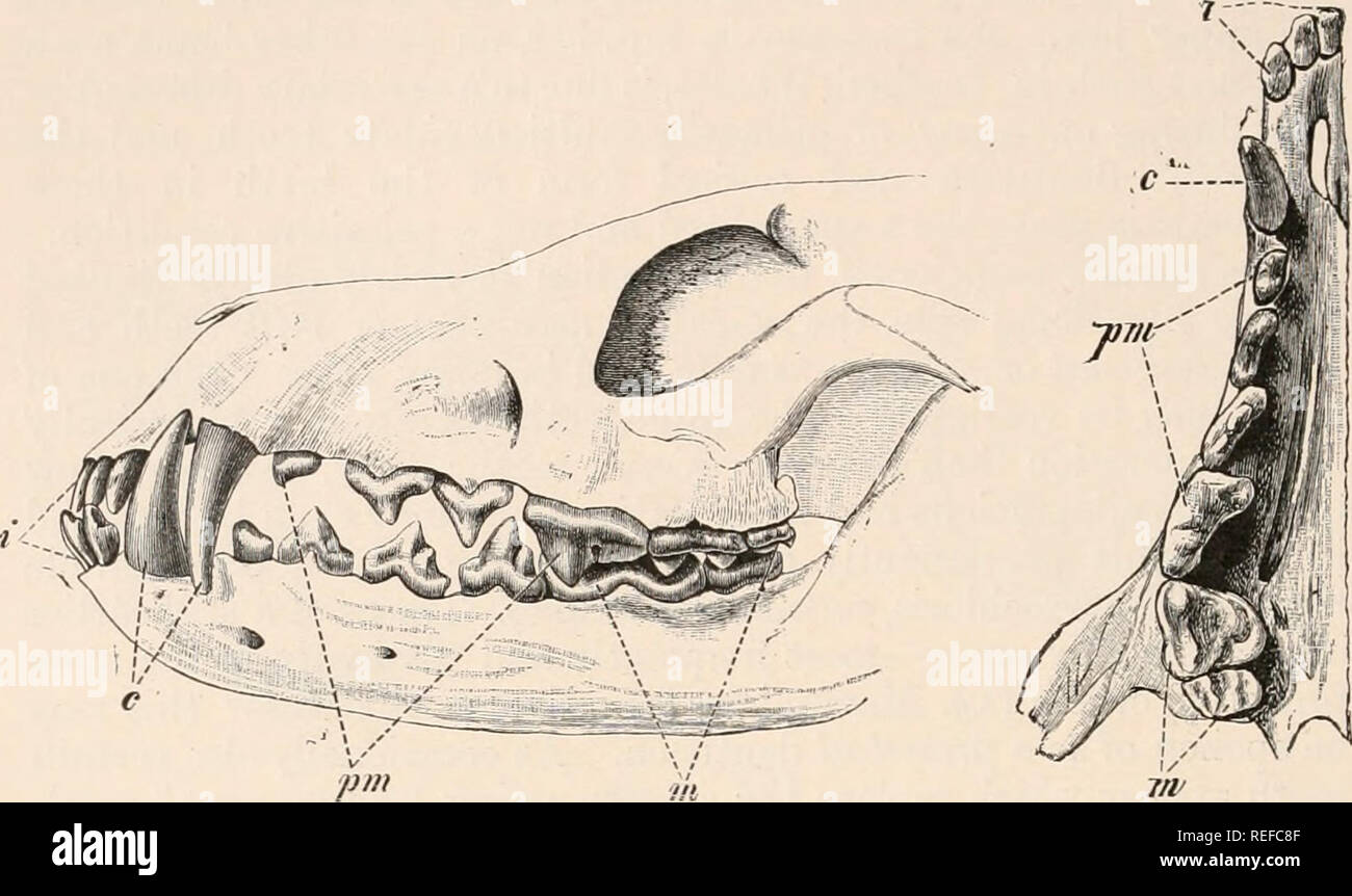 . Comparative anatomy of vertebrates. Anatomy, Comparative; Vertebrates ...