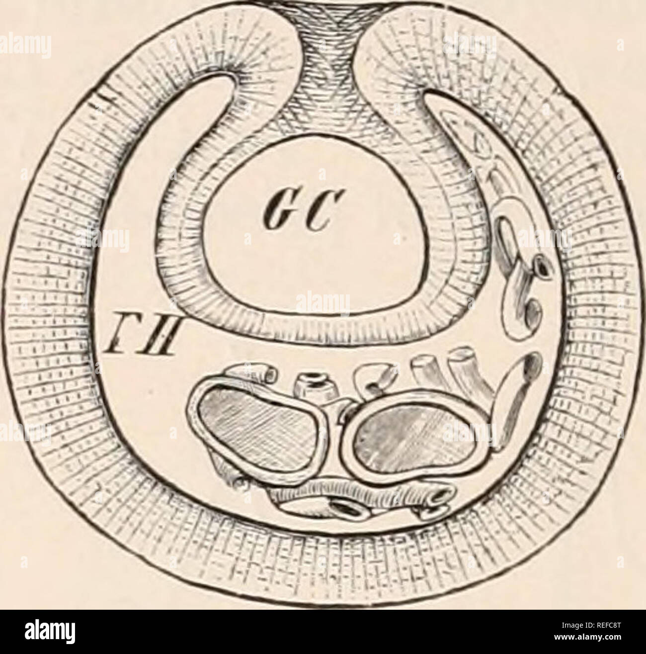 . Comparative anatomy of vertebrates. Anatomy, Comparative; Vertebrates ...