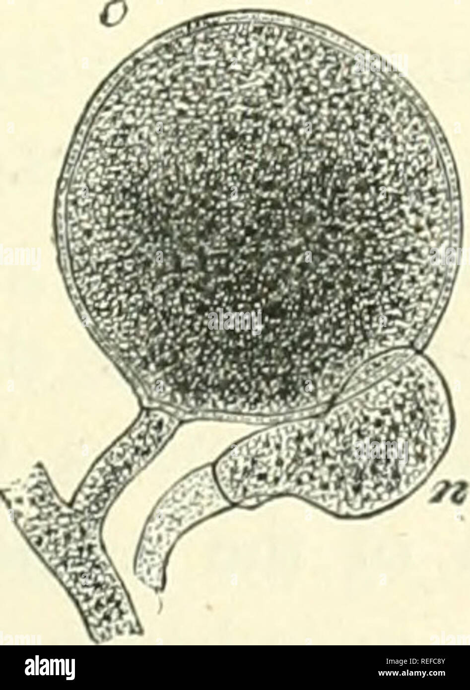 . Comparative morphology and biology of the fungi, mycetozoa and ...