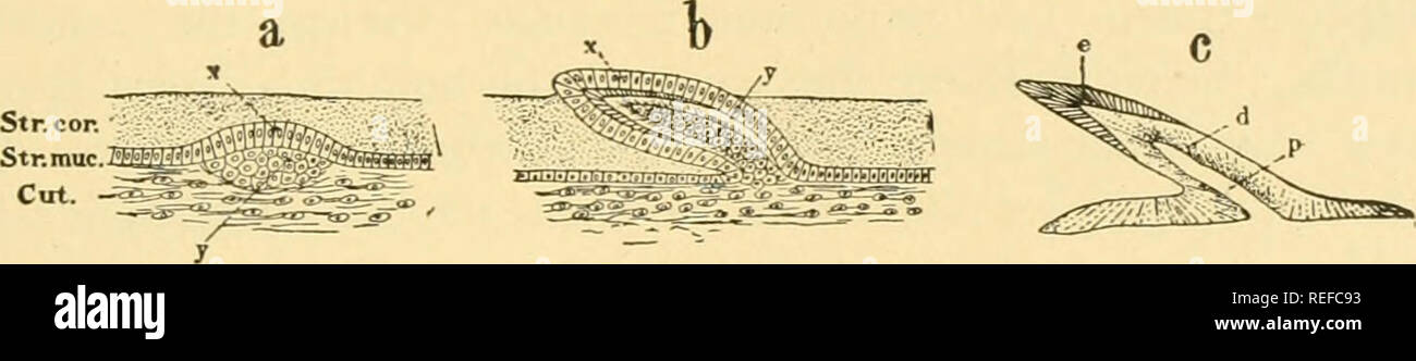 Placoid Scales In Scoliodon (Exoskeleton) IMALUOP