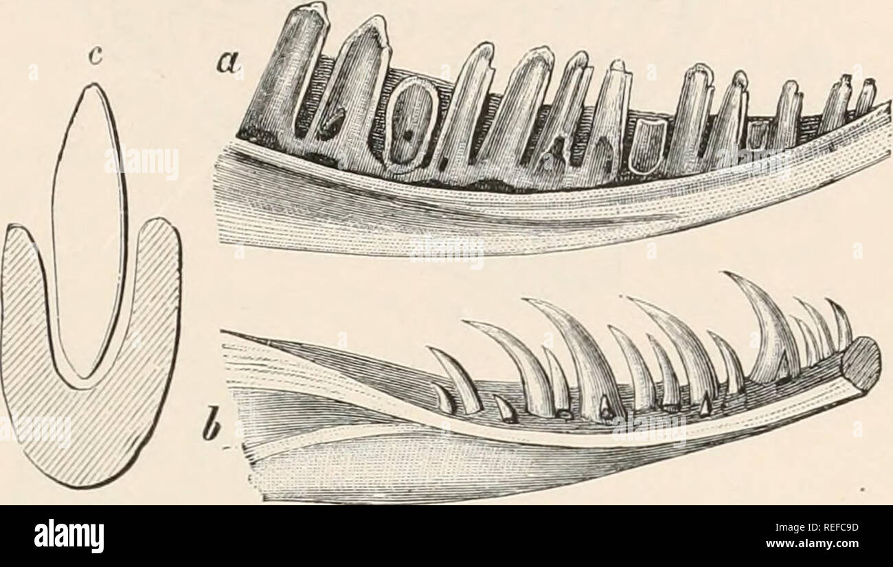 . Comparative anatomy of vertebrates. Anatomy, Comparative; Vertebrates ...