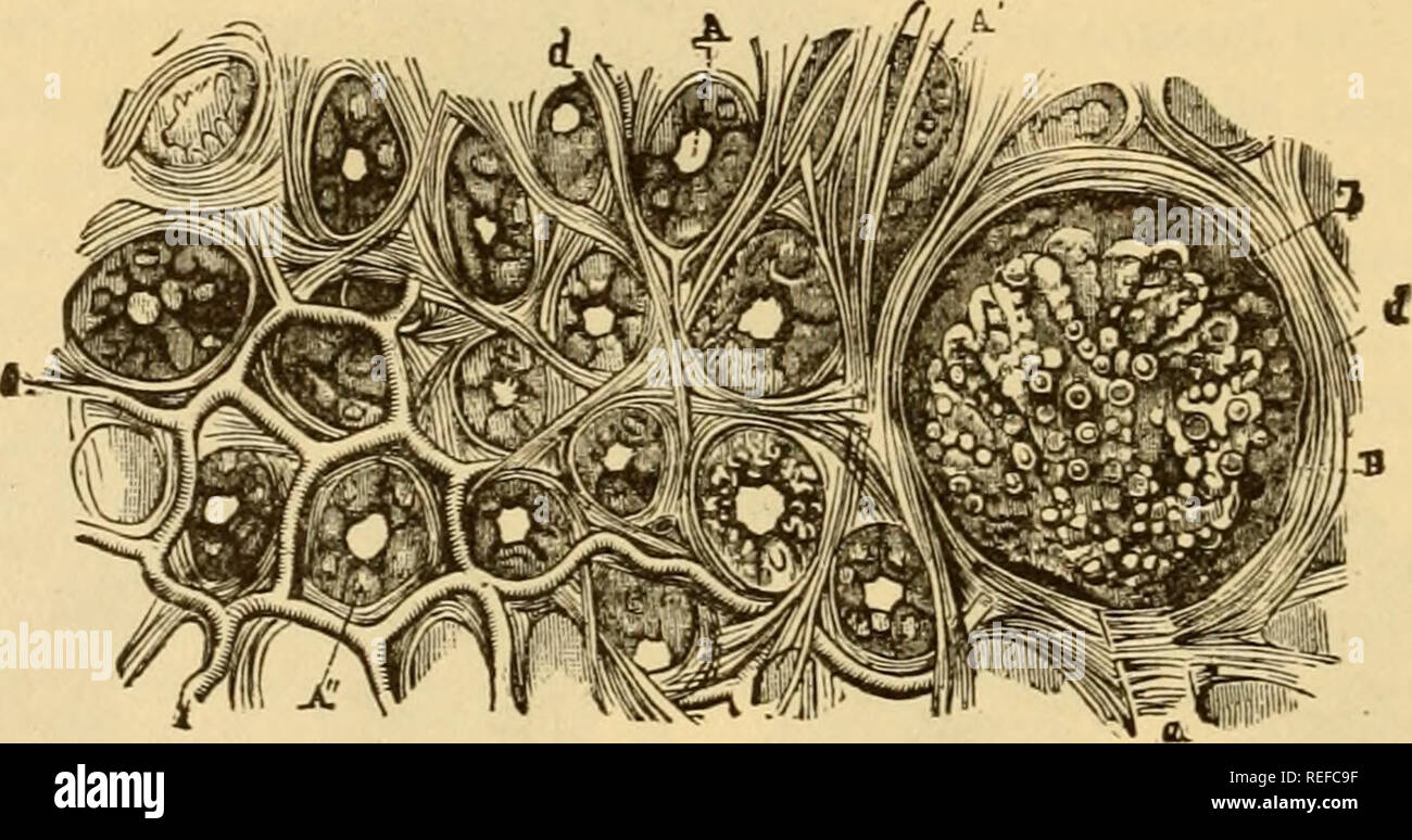 Urinary apparatus hi-res stock photography and images - Alamy