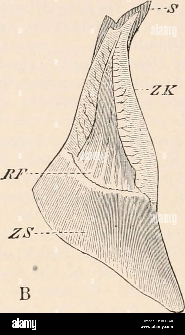 Acrodont hi-res stock photography and images - Alamy