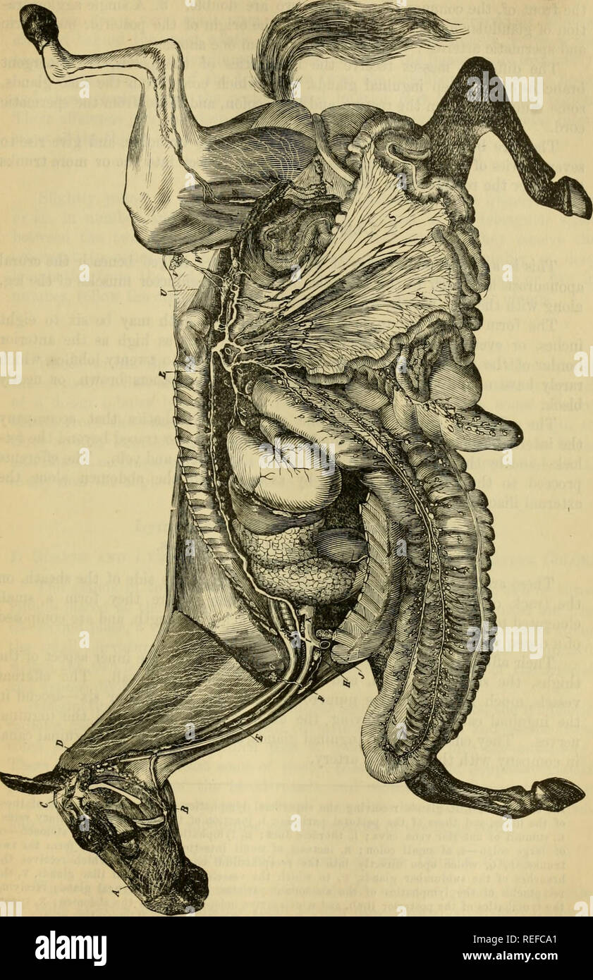 . The comparative anatomy of the domesticated animals. Veterinary ...