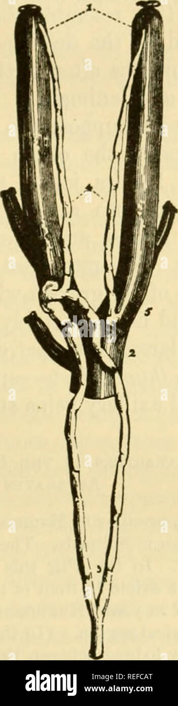 . The comparative anatomy of the domesticated animals. Horses ...