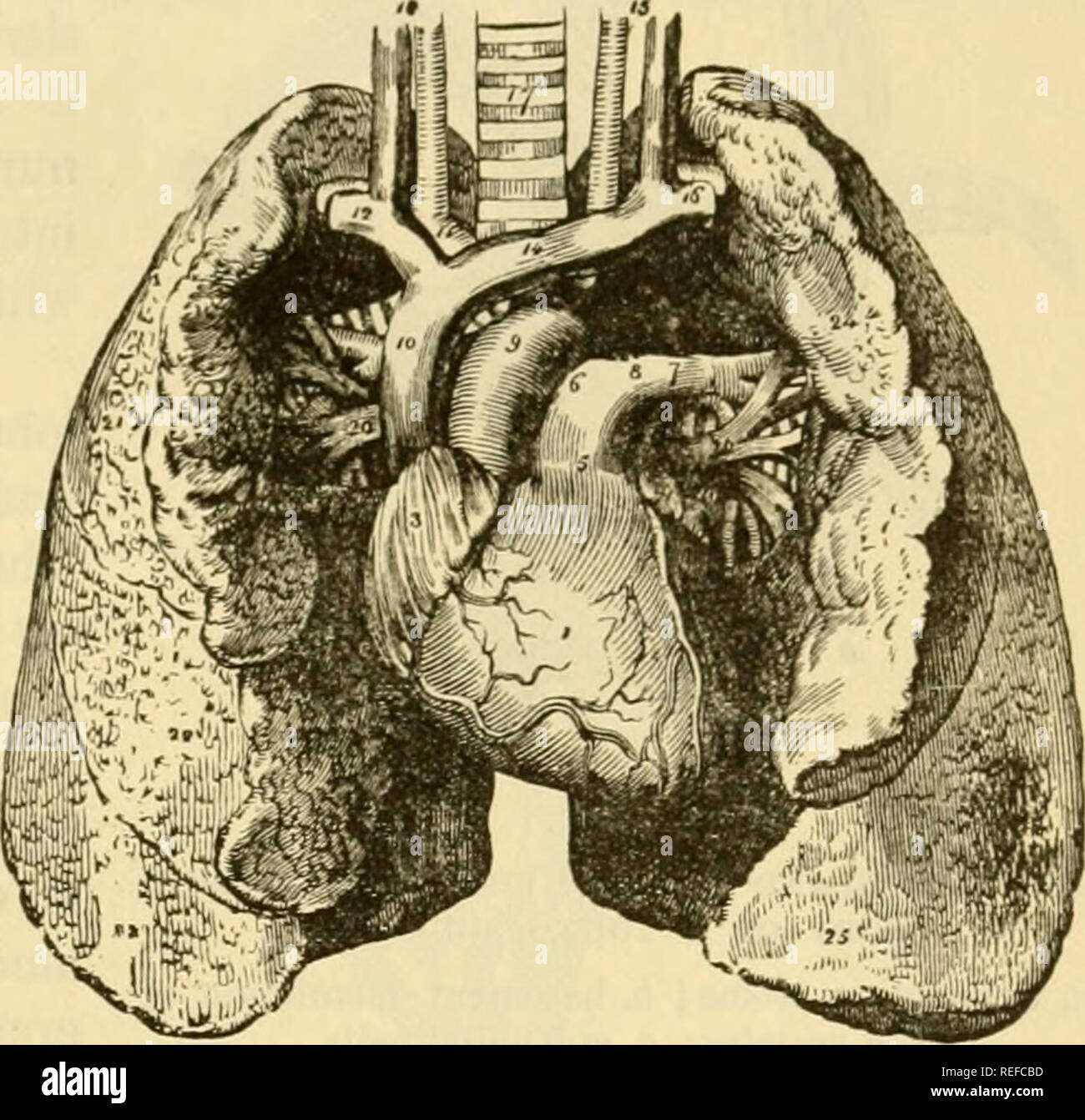 . The comparative anatomy of the domesticated animals. Horses ...