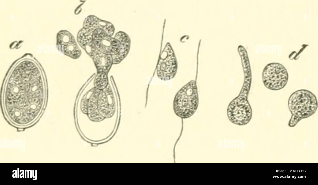 phytophthora infestans microscope