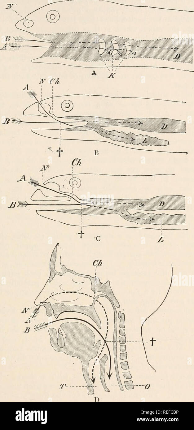 Fish gill diagram hi-res stock photography and images - Alamy