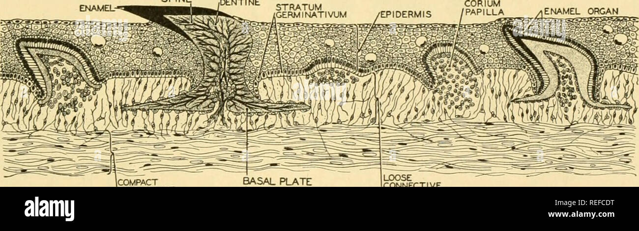 . Comparative anatomy. Anatomy, Comparative. THENAR PAD HYPOTHENAR PAD ...