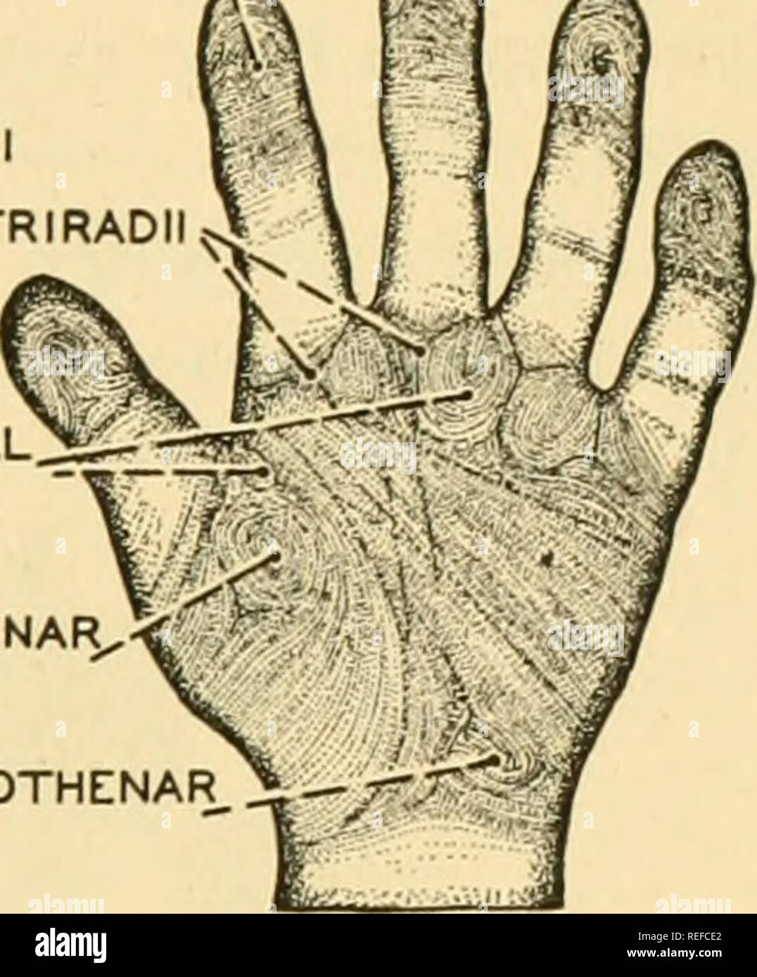 Friction ridges hi-res stock photography and images - Alamy
