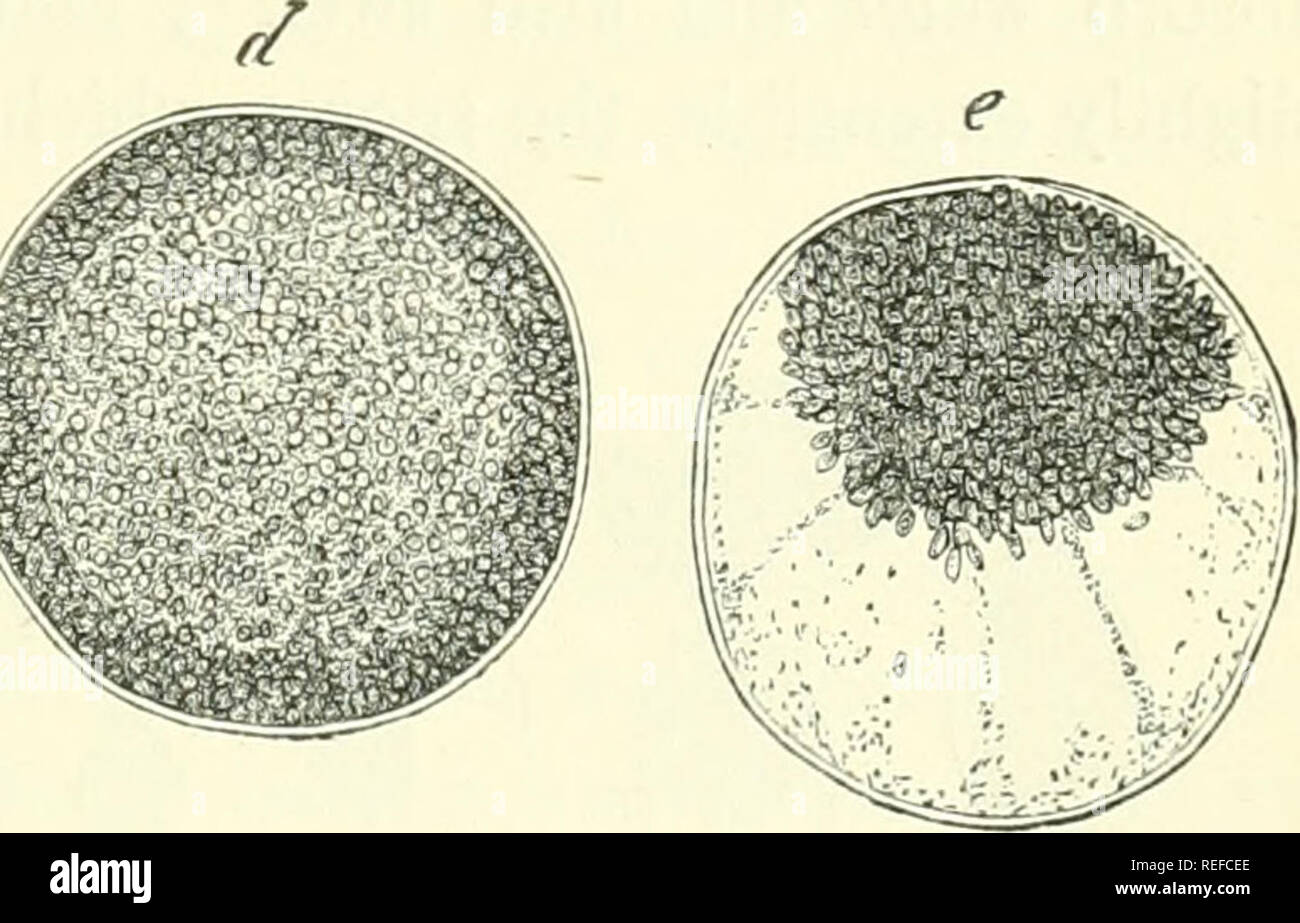 . Comparative morphology and biology of the fungi, mycetozoa and ...