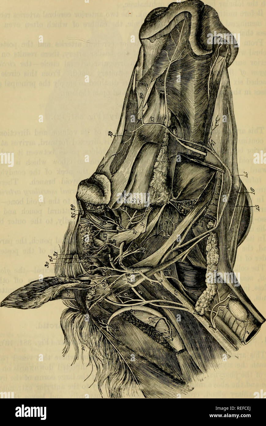 . The comparative anatomy of the domesticated animals. Veterinary ...