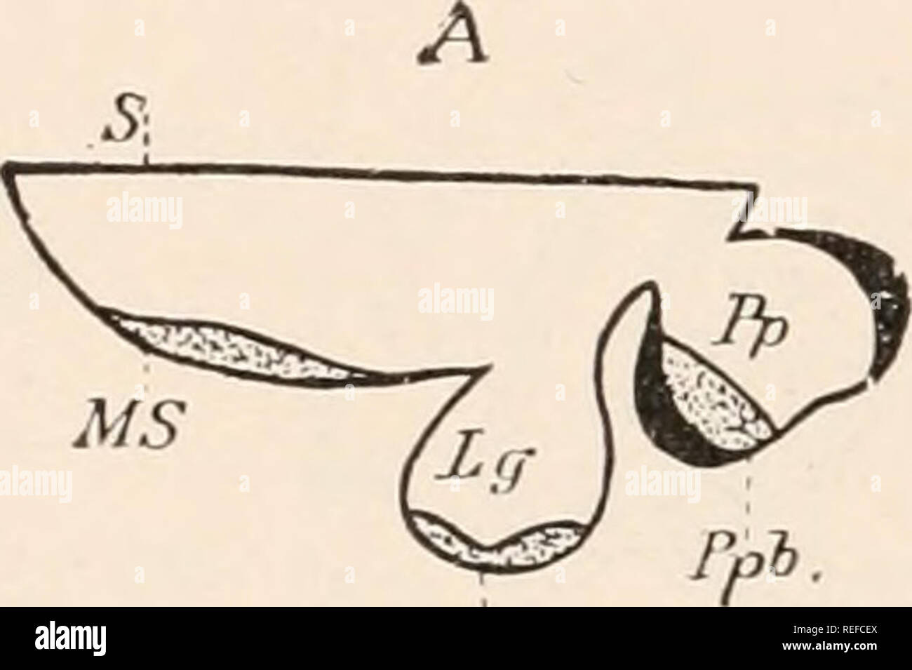 Basilar papilla hi-res stock photography and images - Alamy