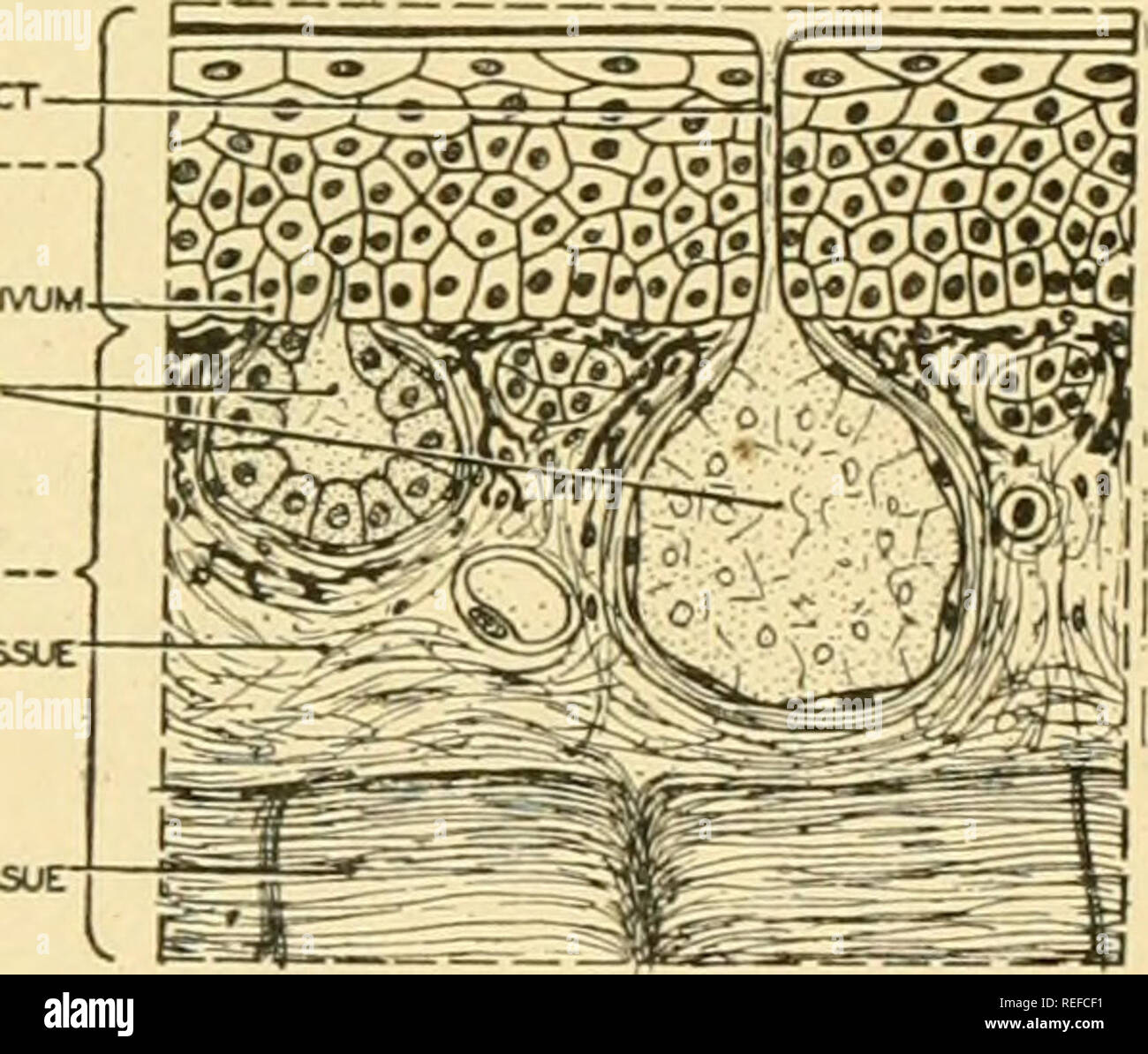 . Comparative anatomy. Anatomy, Comparative. DUCT EPIDERMIS-— L STRATUM ...