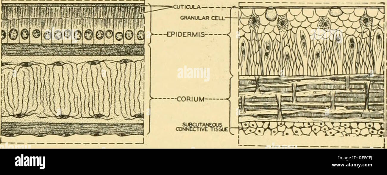. Comparative anatomy. Anatomy, Comparative. THE INTEGUMENTARY SYSTEM ...