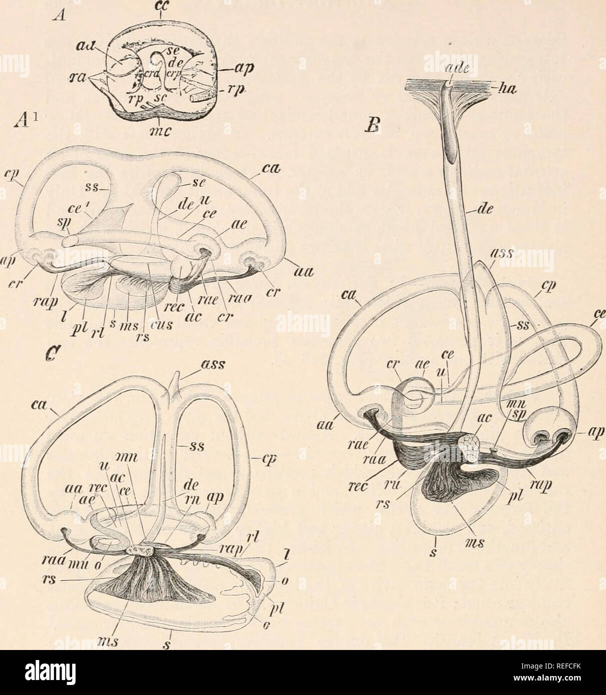 . Comparative anatomy of vertebrates. Anatomy, Comparative; Vertebrates ...