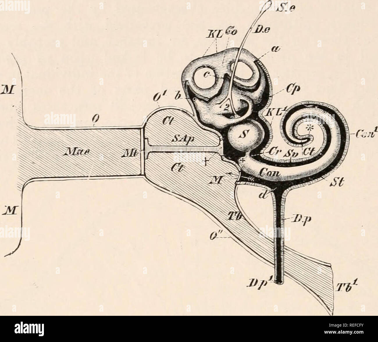 . Comparative anatomy of vertebrates. Anatomy, Comparative; Vertebrates ...