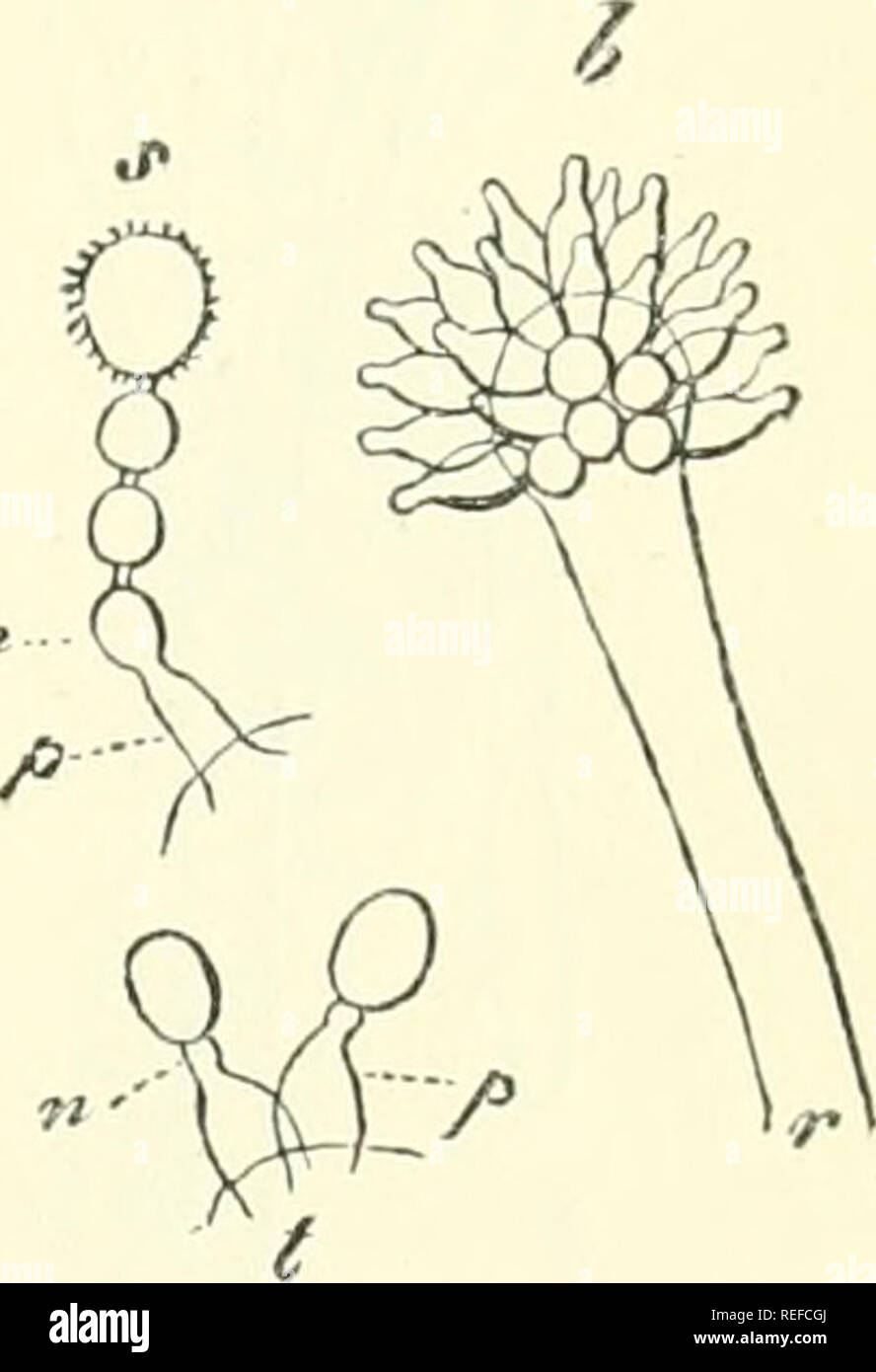 . Comparative morphology and biology of the fungi, mycetozoa and ...