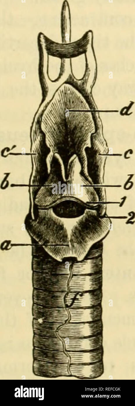 . The comparative anatomy of the domesticated animals. Horses ...