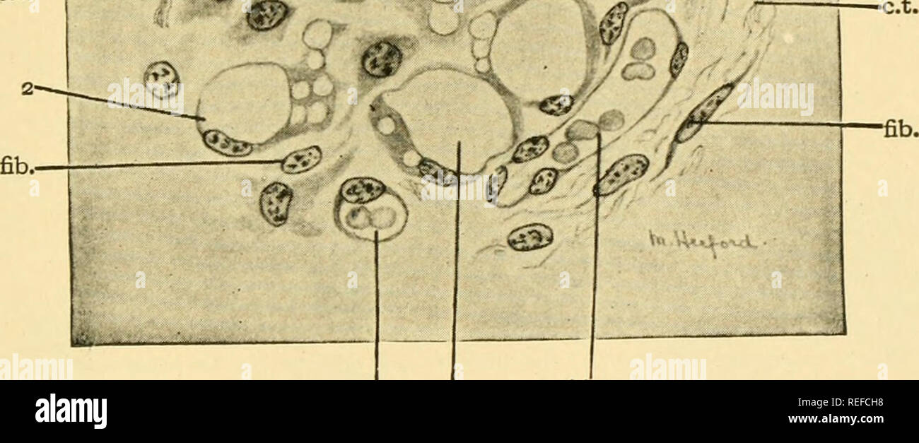 Fibrocyte hi-res stock photography and images - Alamy