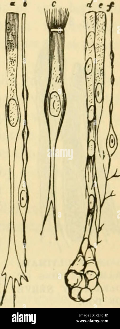 Nasal cavity veterinary anatomy hi-res stock photography and images - Alamy