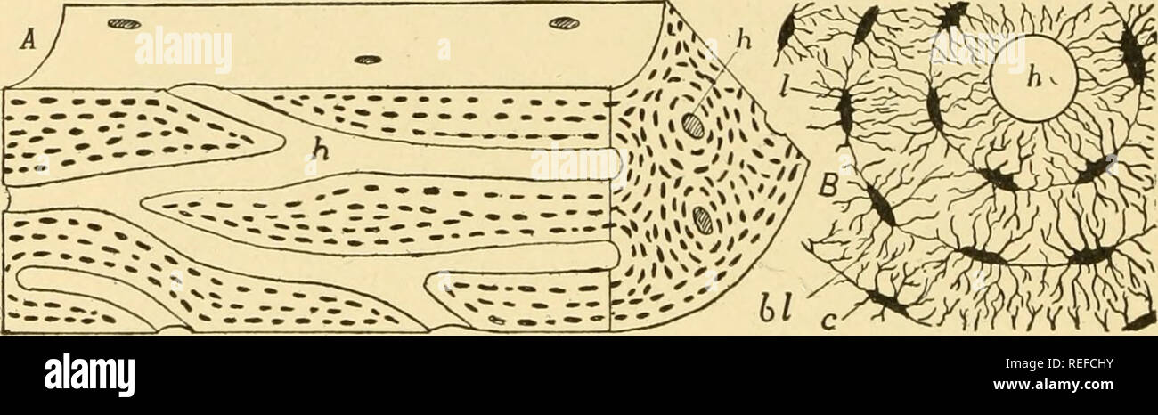 Cartilage types hi-res stock photography and images - Alamy
