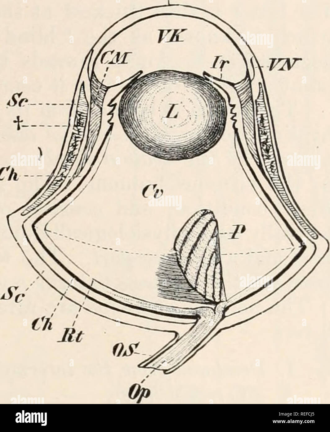 Vertical slit pupil hi-res stock photography and images - Alamy
