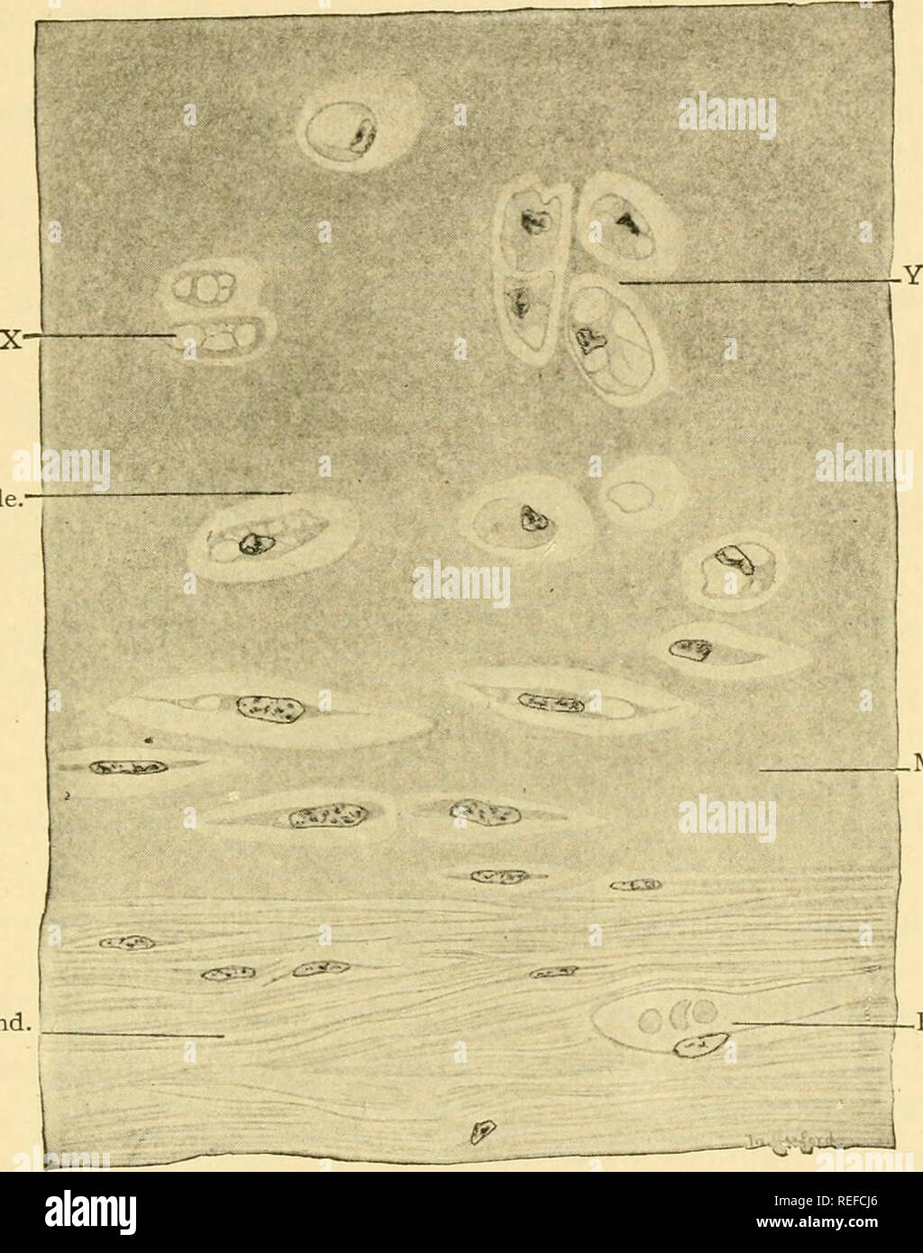 Histology trachea hi-res stock photography and images - Alamy