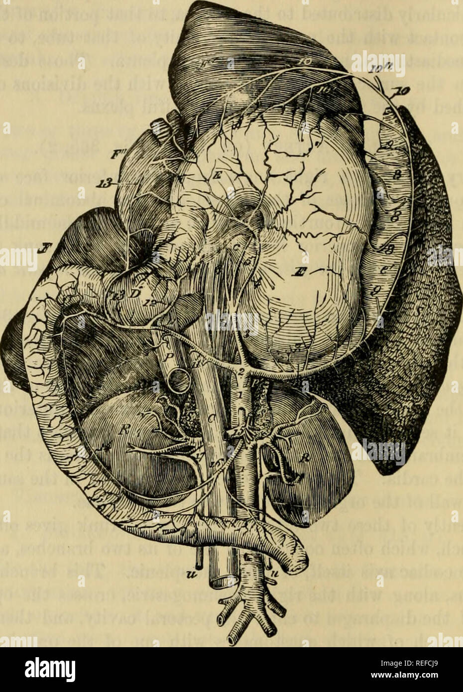 . The comparative anatomy of the domesticated animals. Veterinary ...